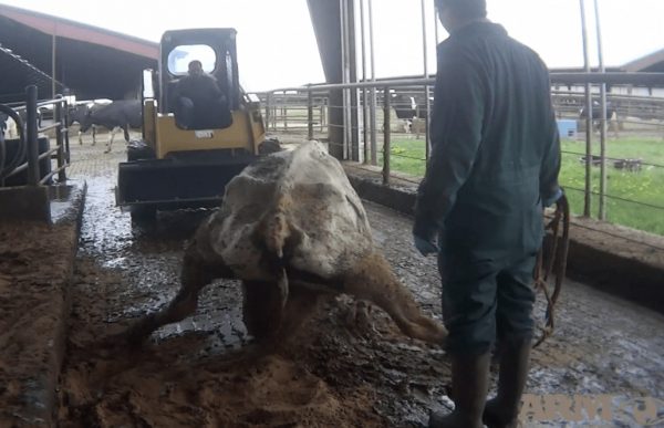 First-Ever Cruelty Investigation into an Organic Dairy Farm | BioNutraTech